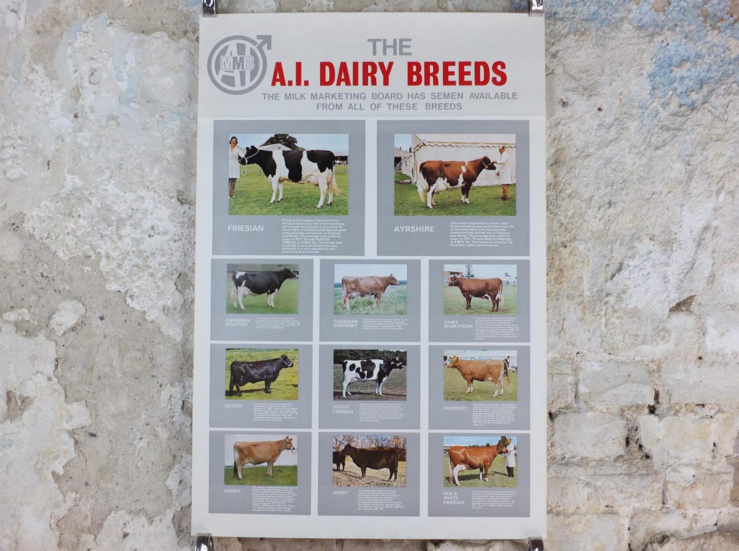 1970s Dairy Cattle Poster, Cow Breeds From the UK Milk Marketing Board ...