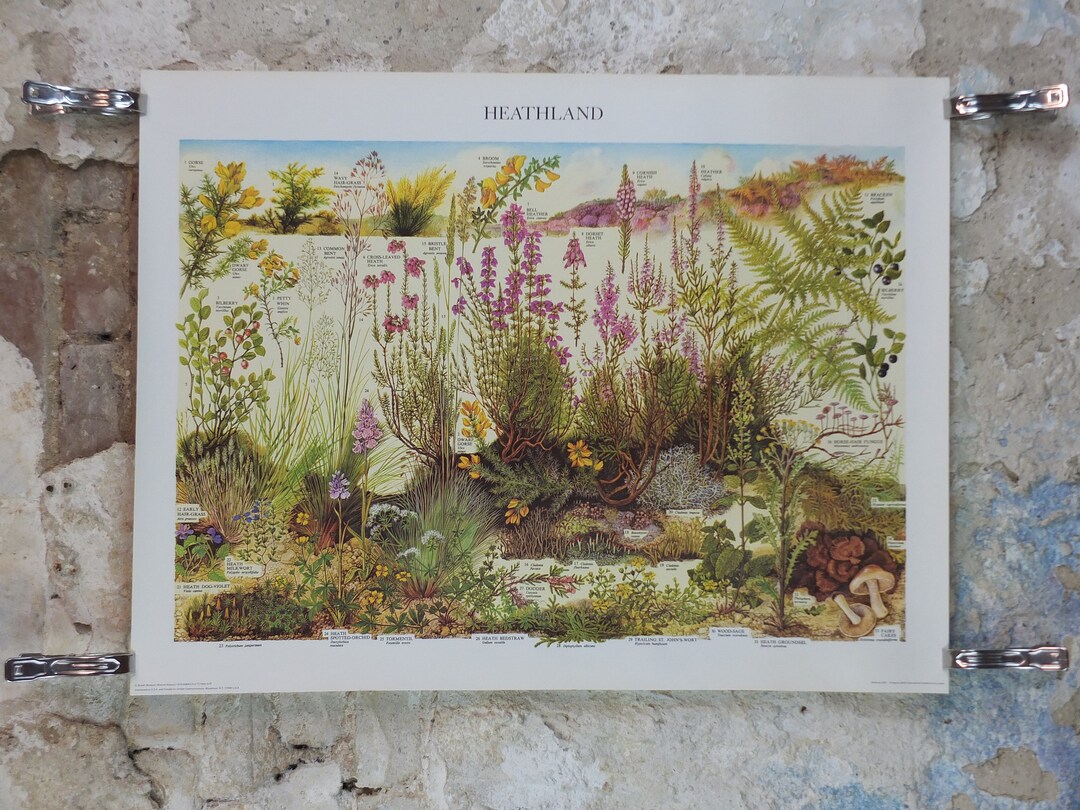 1973 British Museum Poster, Heathland by Barbara Nicholson BEM ...