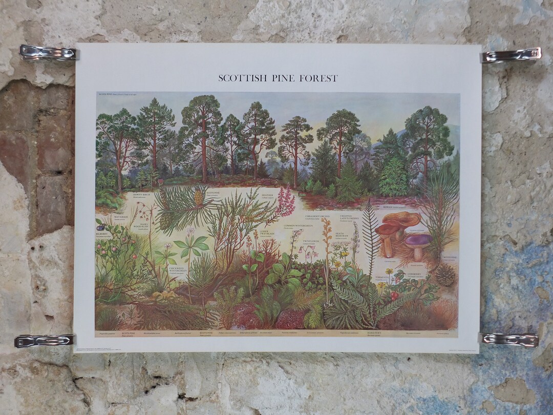 1977 British Museum Poster, Scottish Pine Forest by Barbara Nicholson ...