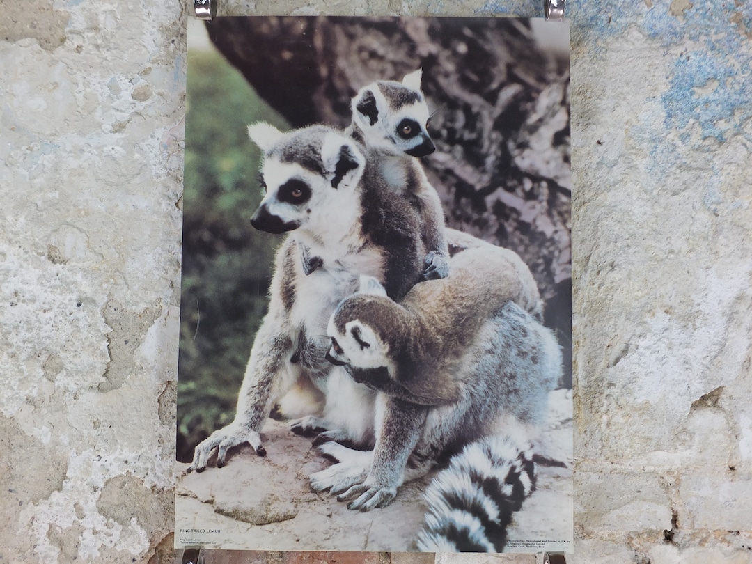 1980s Ring-tailed Lemurs Poster, From Blackpool Zoo, Zoology and Fauna ...