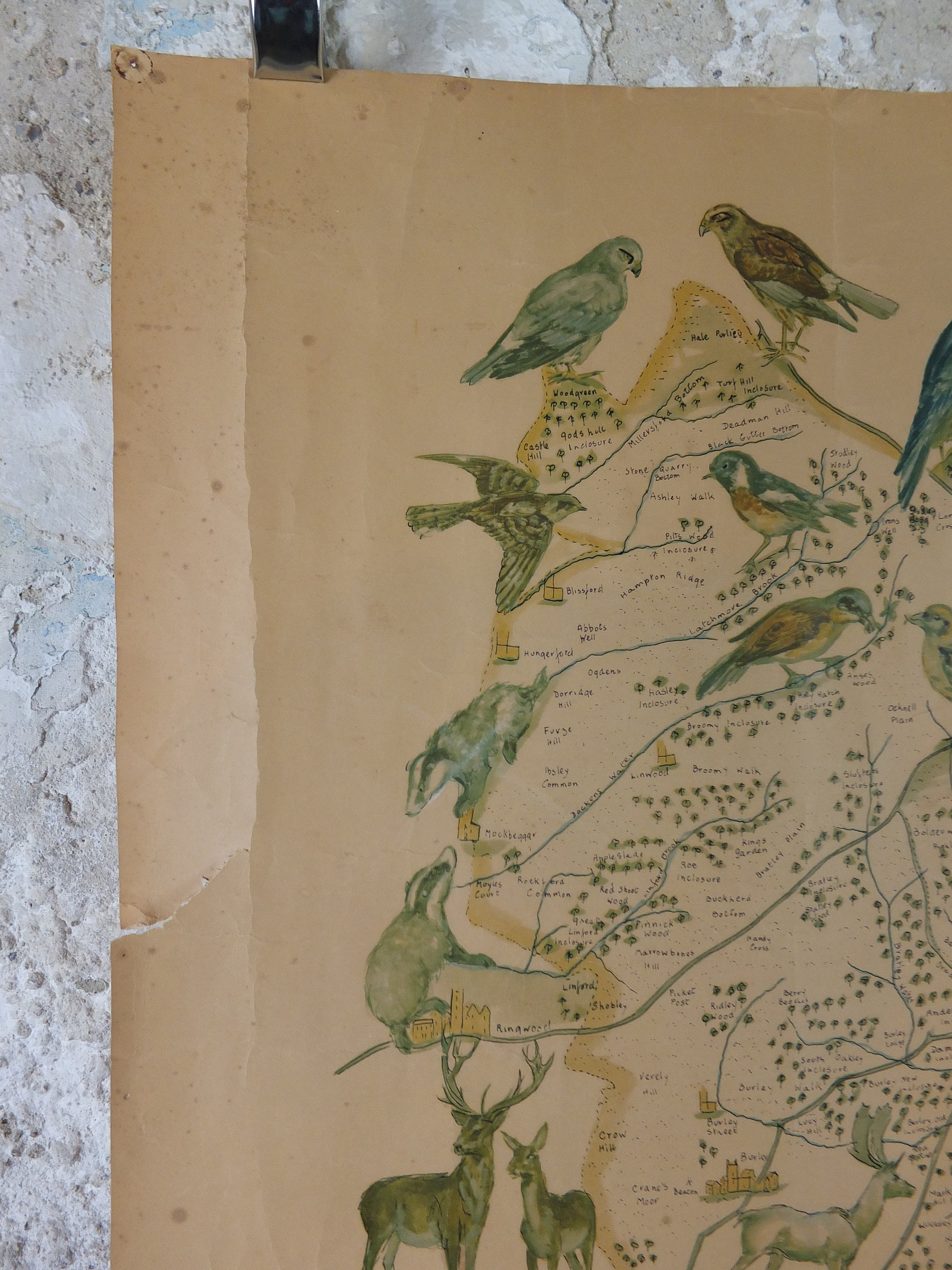 1900s New Forest Map Poster by C.M. Moore Birds Animals | Etsy