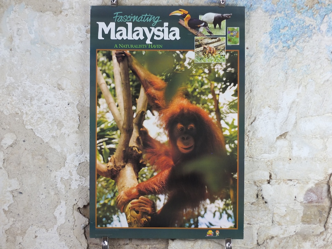 1990 Malaysia Travel Poster, an Orang Utan From Zoo Negara, A ...