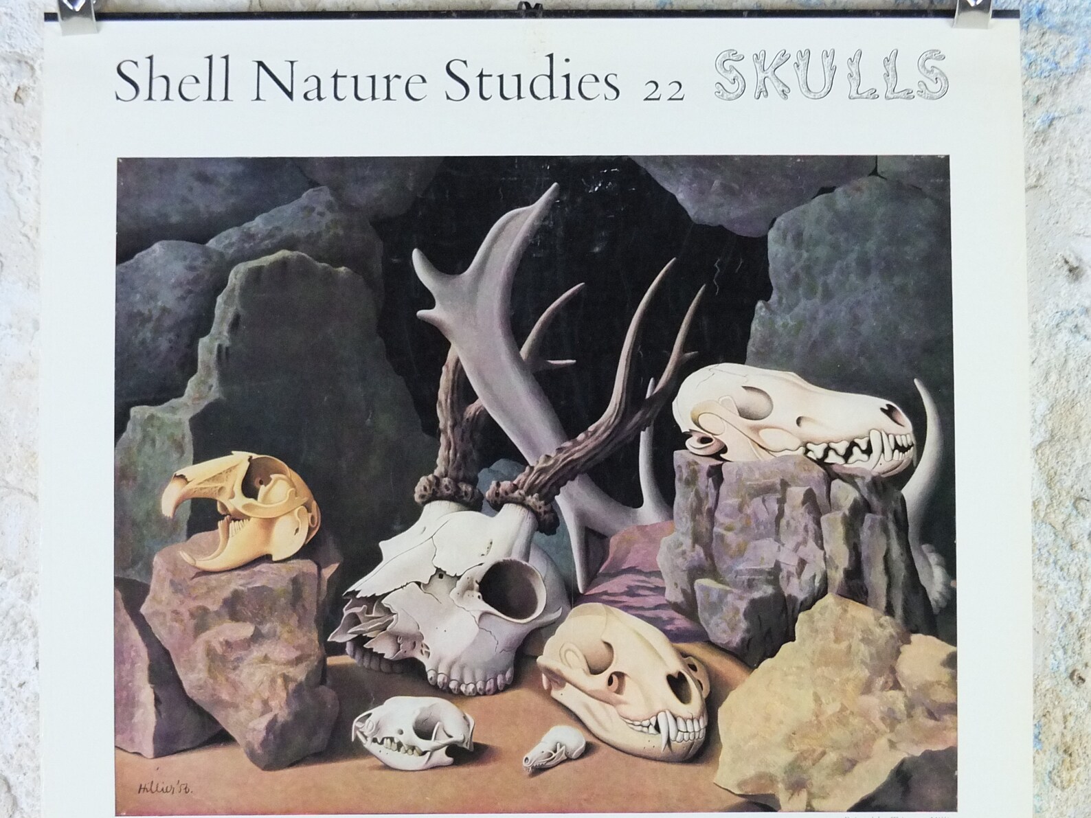 Vintage Shell Skulls Poster, Zoological Bone and Skeleton, Educational ...
