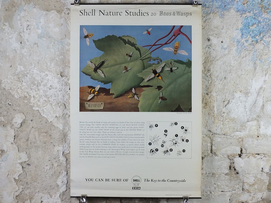 Vintage Shell Bees and Wasps Poster, Zoological Melittology, Shell ...