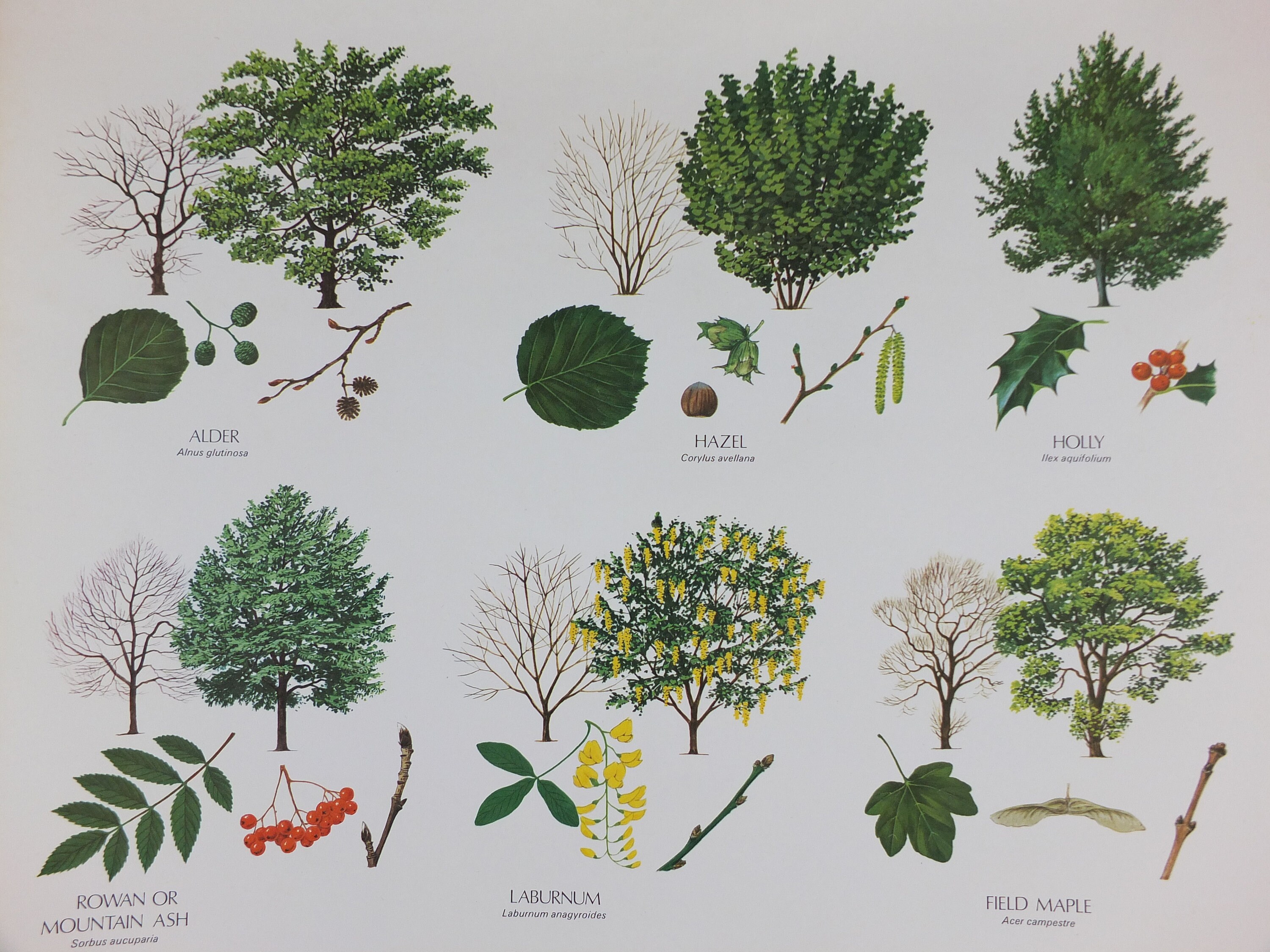 1974 British Broad Leaved Trees Poster Oak Holly Elm | Etsy