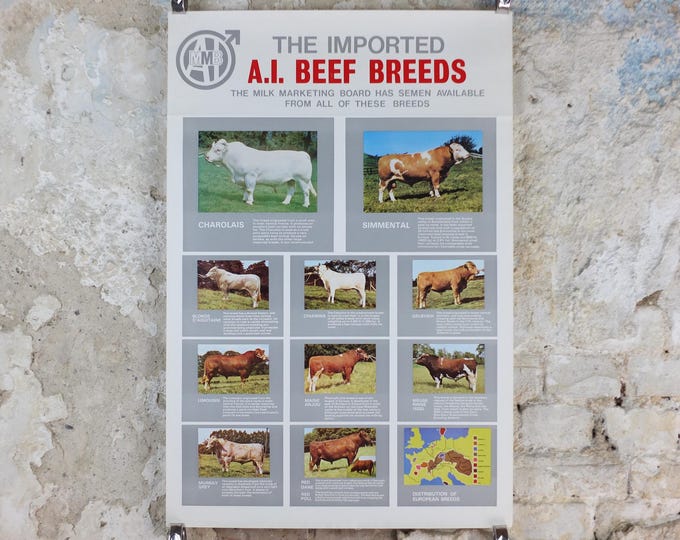 1970s Beef Cattle Poster, Cow Breeds From the UK Milk Marketing Board ...