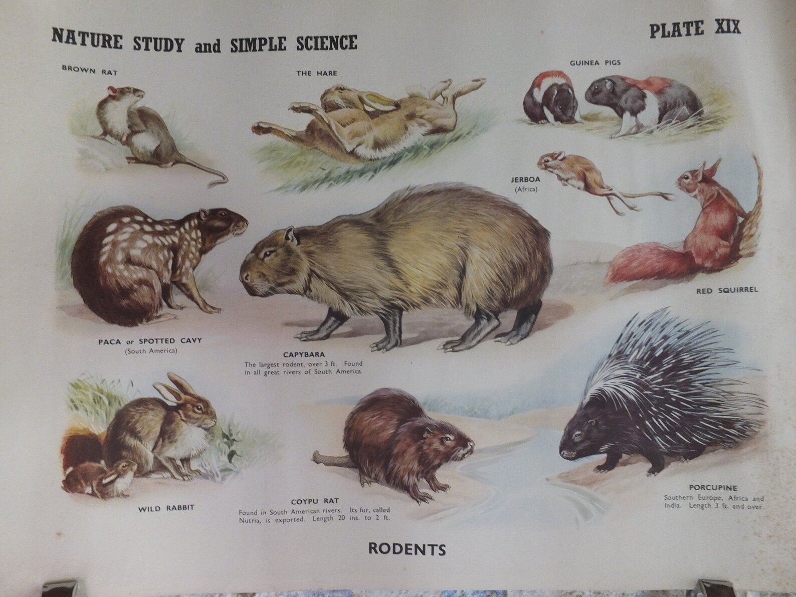 Original Vintage British Educational Poster Rodents Rats Mice Animals ...