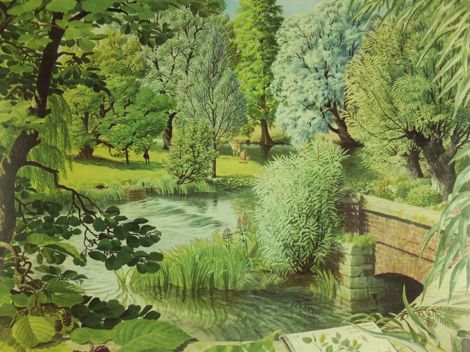 Vintage Shell Guide to August Trees Poster Botanical School - Etsy UK