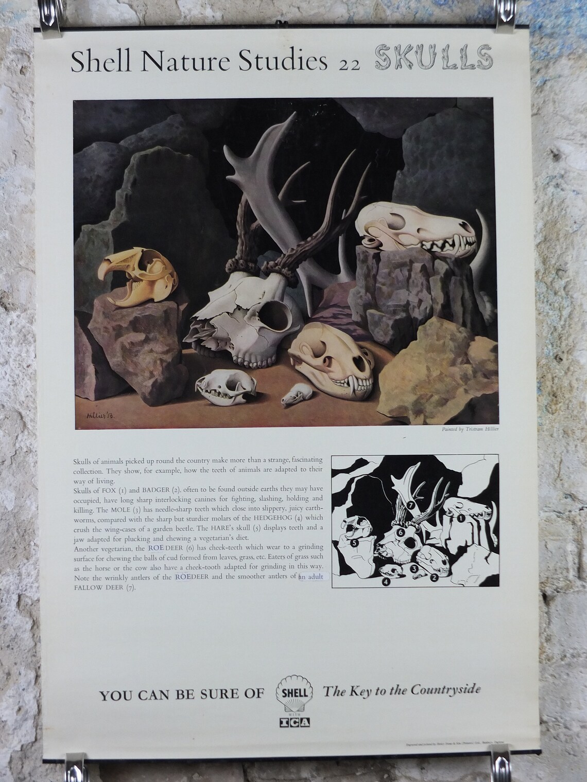 Vintage Shell Skulls Poster, Zoological Bone and Skeleton, Educational ...