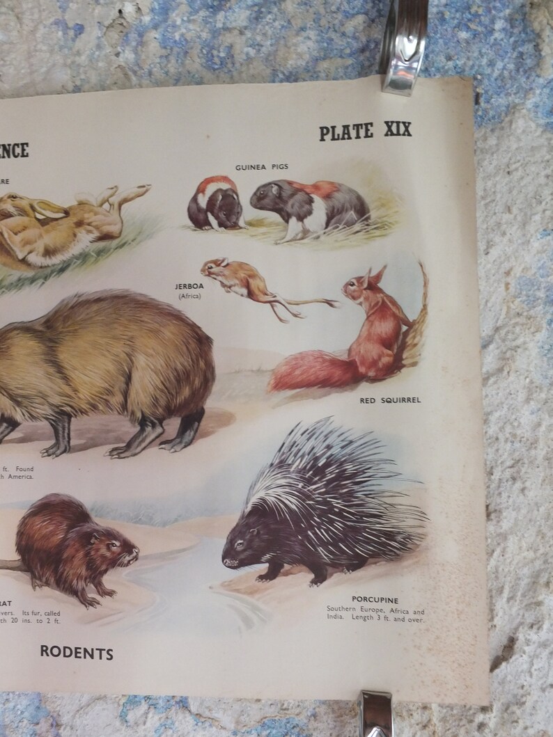 Original Vintage British Educational Poster Rodents Rats Mice Animals ...