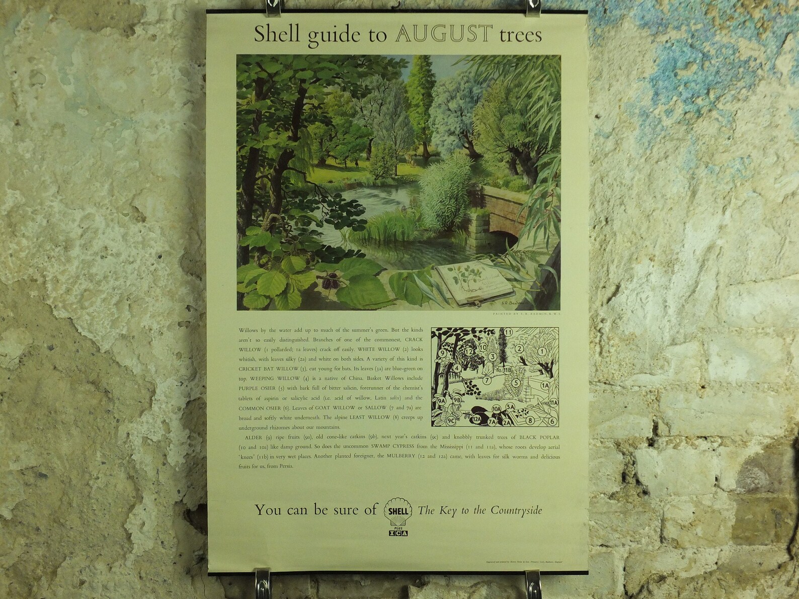 Vintage Shell Guide to August Trees Poster Botanical School - Etsy UK