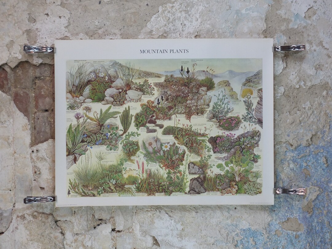 1976 British Museum Poster, Mountain Plants by Barbara Nicholson BEM ...
