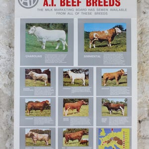 1970s Beef Cattle Poster, Cow Breeds From the UK Milk Marketing Board, Charolais, Simmental, A.I ...