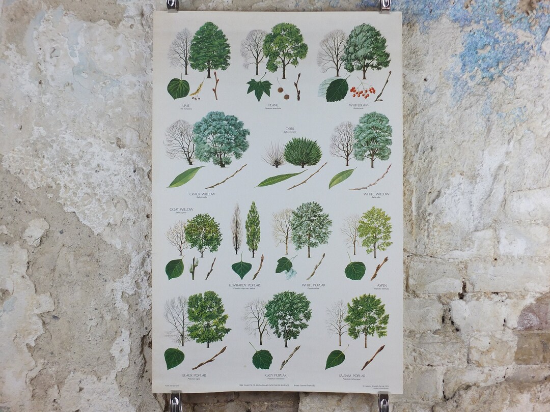 1974 British Broad Leaved Trees Poster, Lime, Plane, Whitebeam, Willow ...