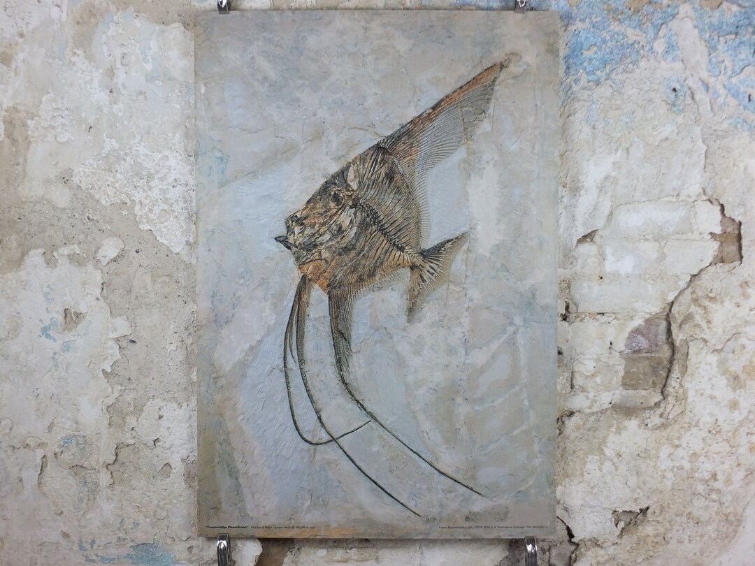 1980s Ancient Angelfish Fossil Poster Ceratoichthys - Etsy UK