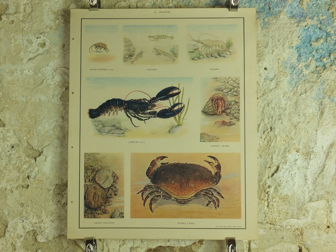 Original Vintage Macmillan Crustacea Nature Educational Poster Lobster ...