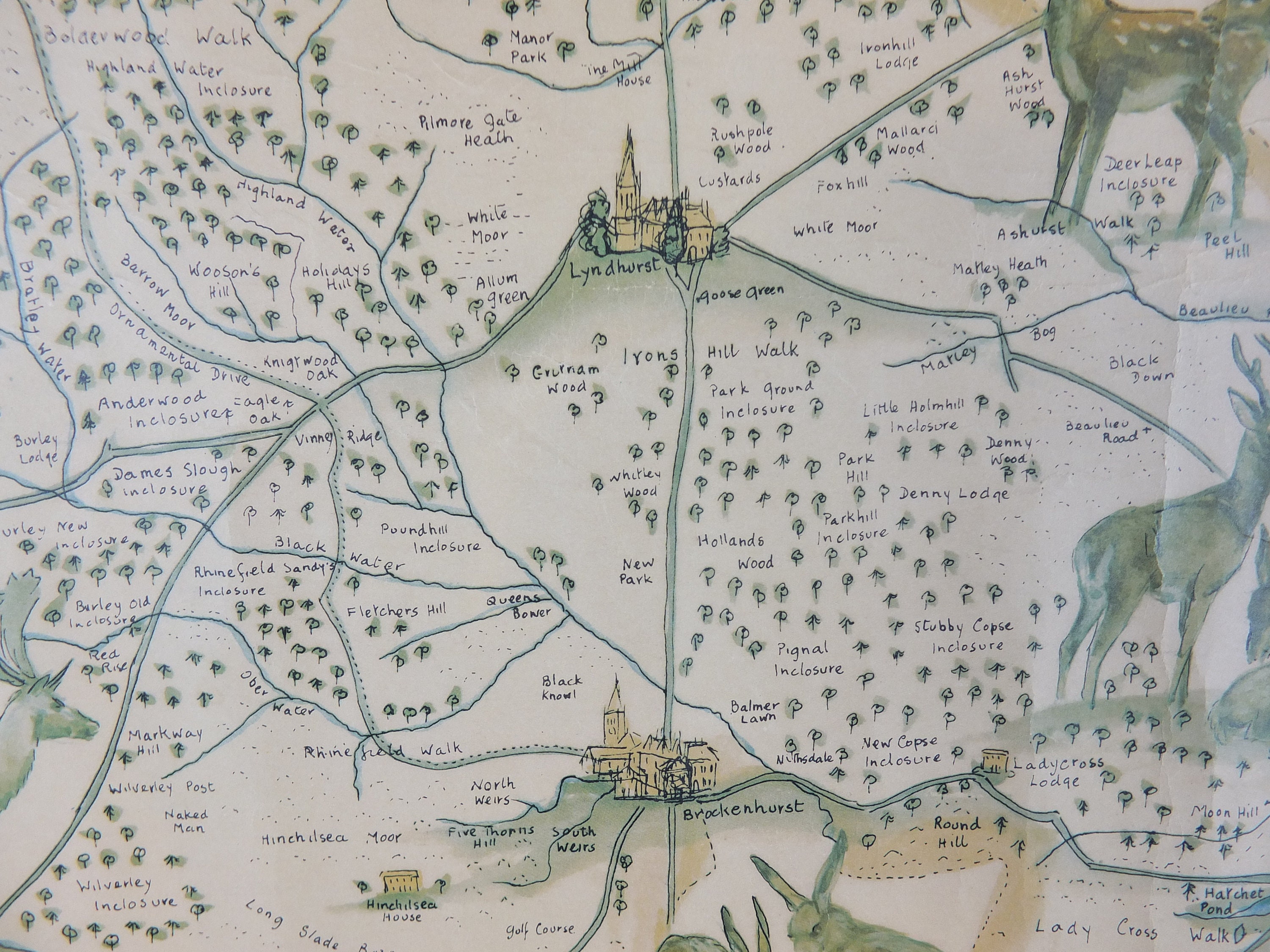 1900s New Forest Map Poster by C.M. Moore Birds Animals | Etsy