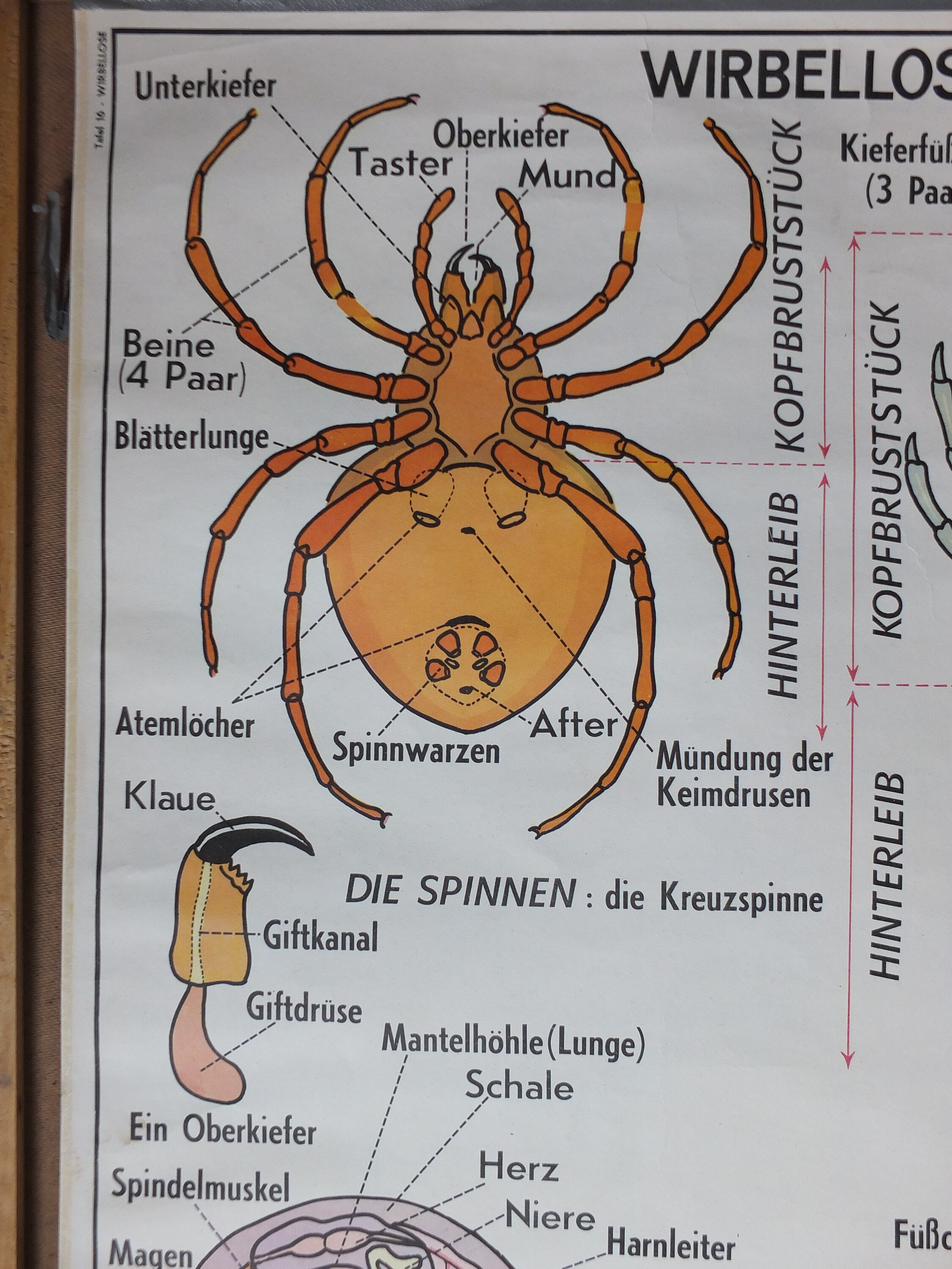 Vintage German School Poster Insect Fly Mosquito Spider Snail - Etsy UK
