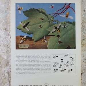 Vintage Shell Bees and Wasps Poster, Zoological Melittology, Shell ...