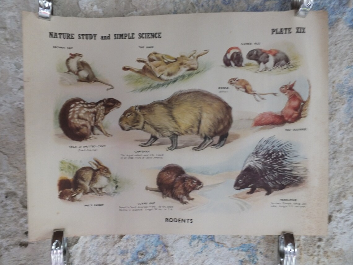 Original Vintage British Educational Poster Rodents rats mice | Etsy