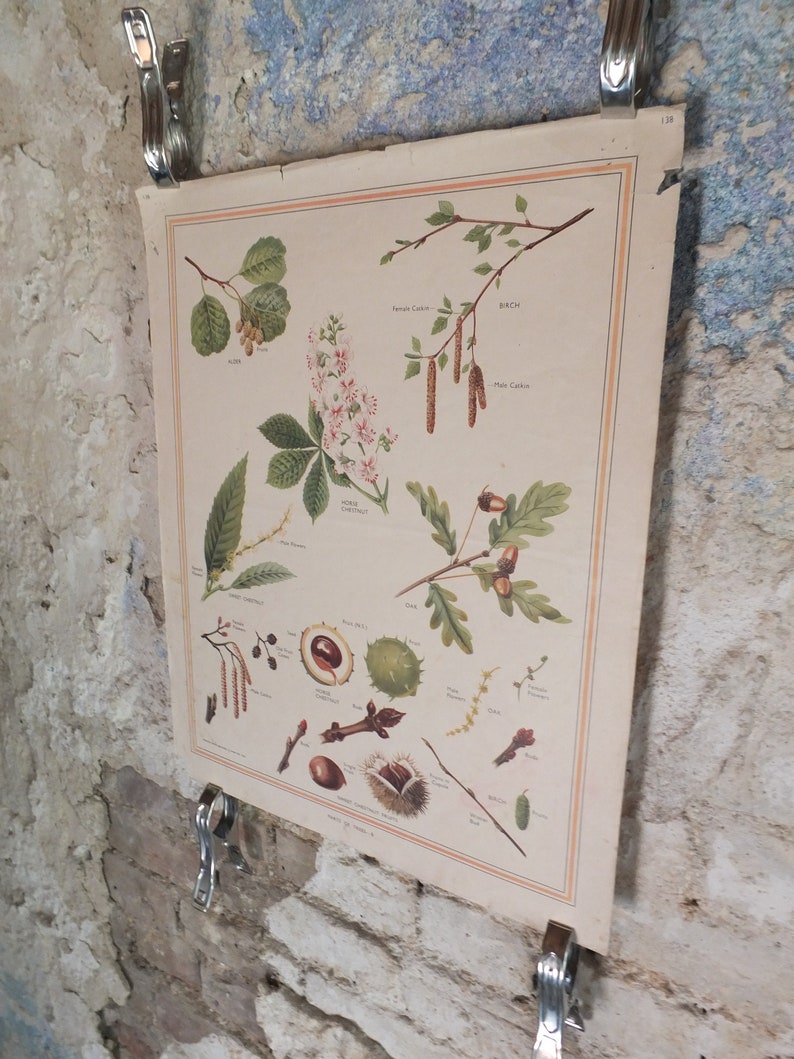 Original Vintage British Macmillan Educational Poster Parts of - Etsy