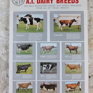 1970s Dairy Cattle Poster, Cow Breeds From the UK Milk Marketing Board ...