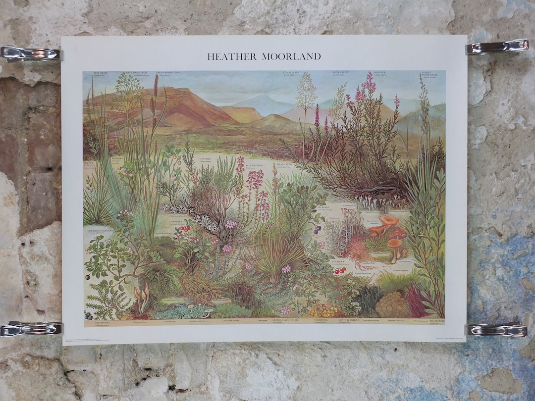 1977 British Museum Poster, Heather Moorland by Barbara Nicholson BEM ...