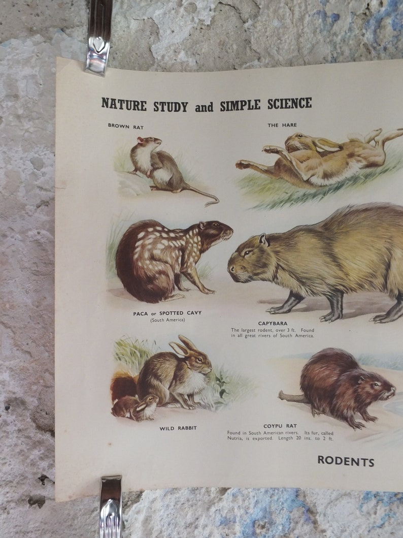 Original Vintage British Educational Poster Rodents Rats Mice - Etsy