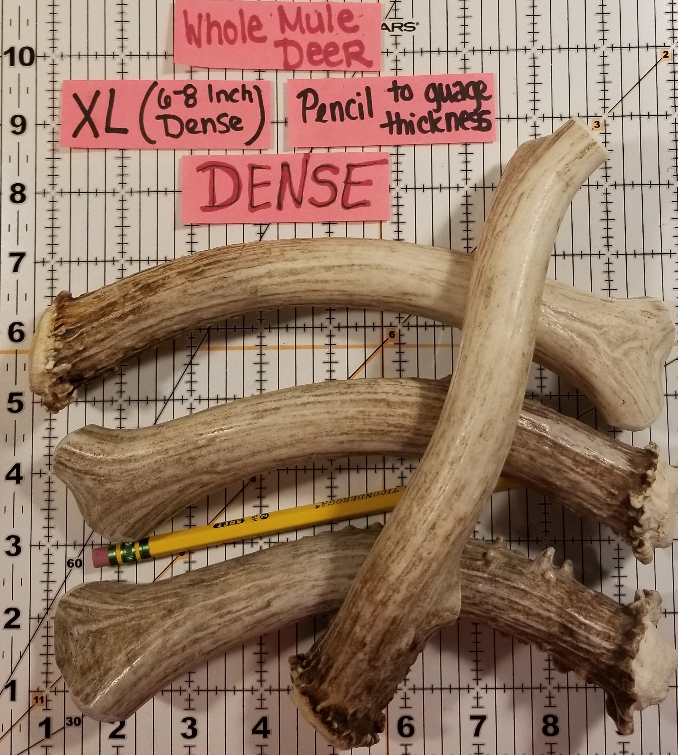 Pick Your Size Organic Naturally Shed Mule DEER Antler Dog - Etsy
