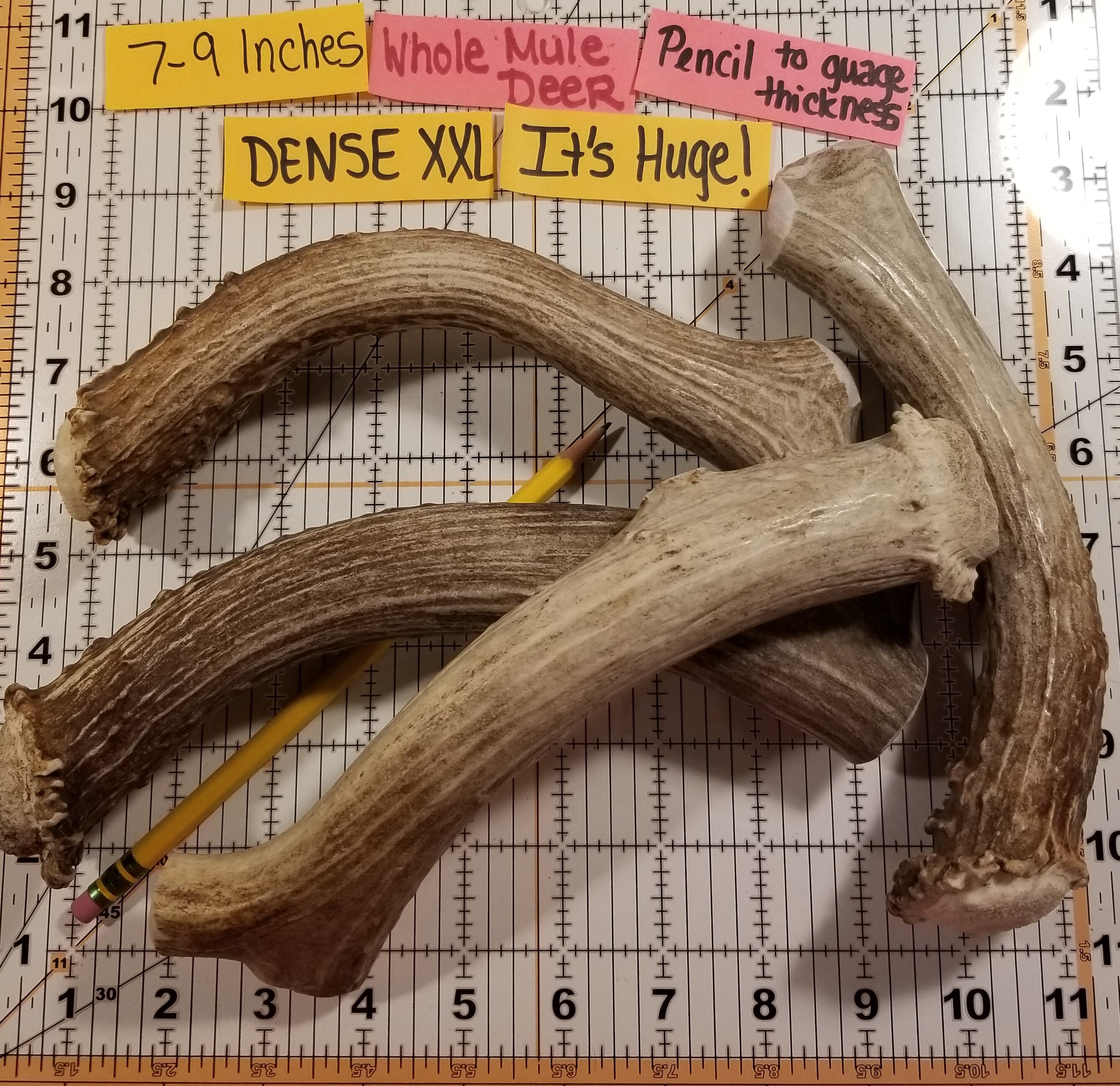Pick Your Size Organic Naturally Shed Mule DEER Antler Dog - Etsy