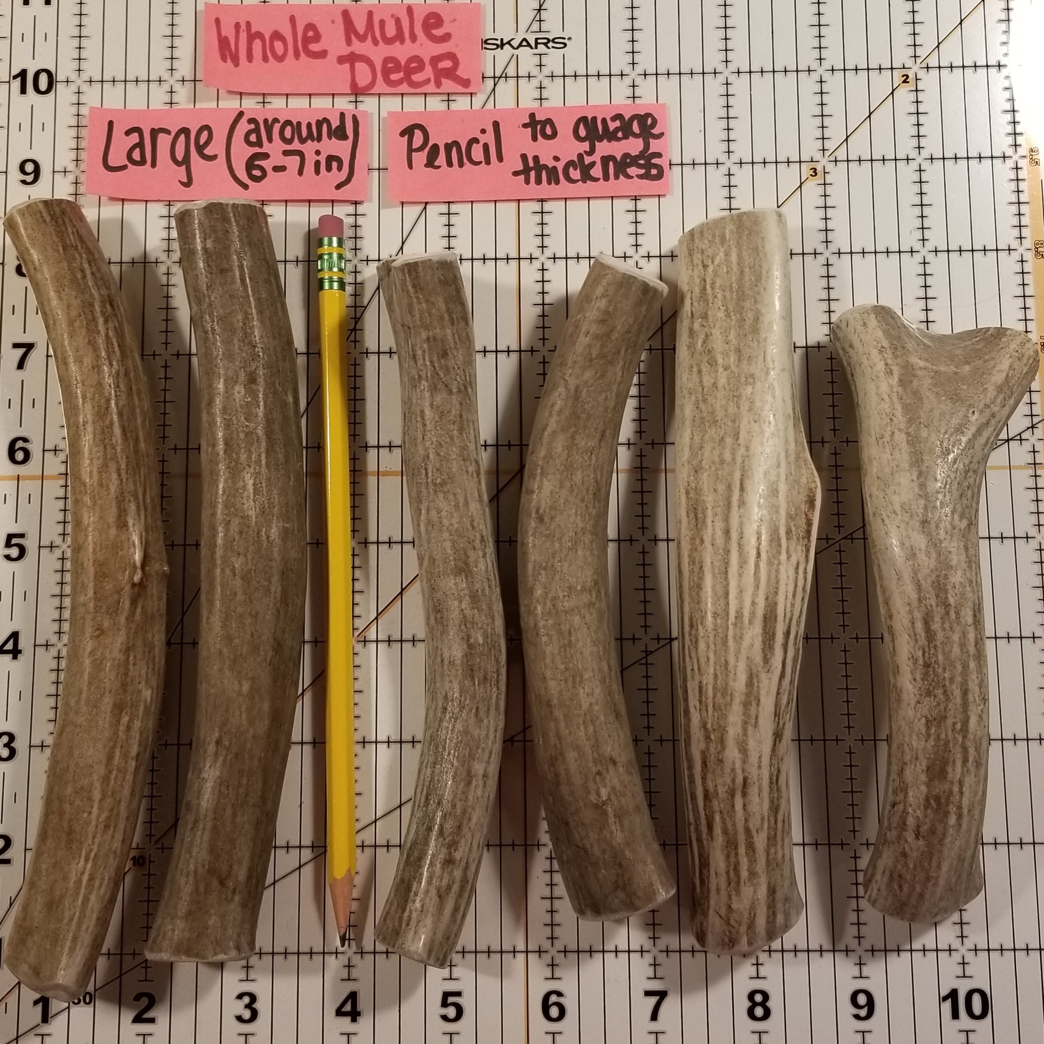 Pick Your Size Organic Naturally Shed Mule DEER Antler Dog - Etsy