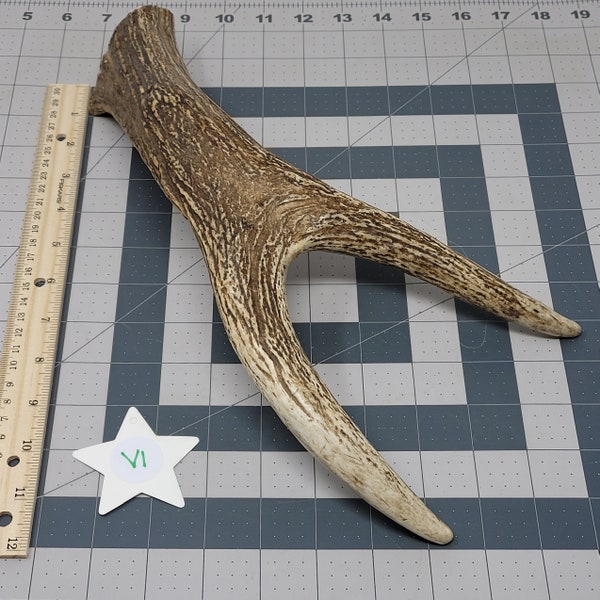 Bone Antler - Etsy