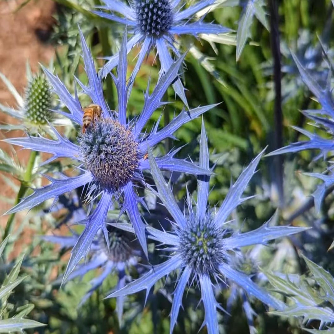 Eryngium 'blue Glitter' Sea Holly - Live Starter Plant - Etsy