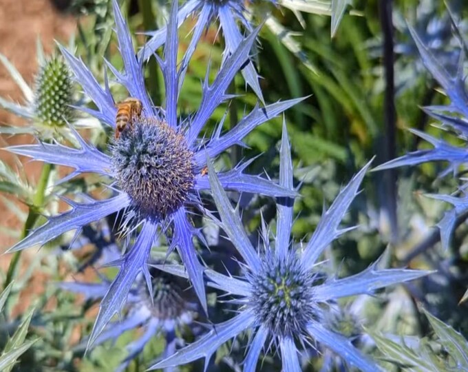 Eryngium 'blue Glitter' Sea Holly - Live Starter Plant - Etsy