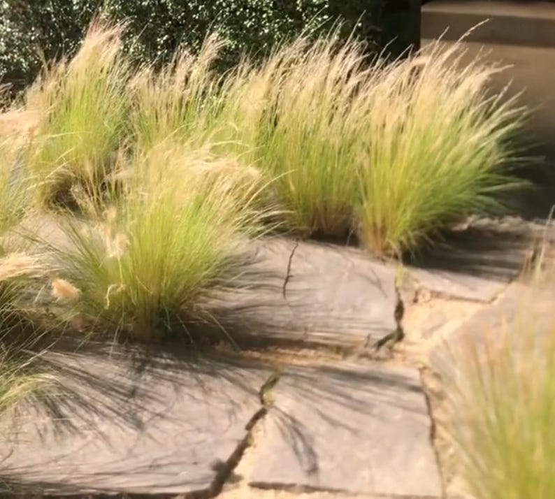 Stipa Tenuissima 'pony Tails' Mexican Feather Grass - Live Perennial ...
