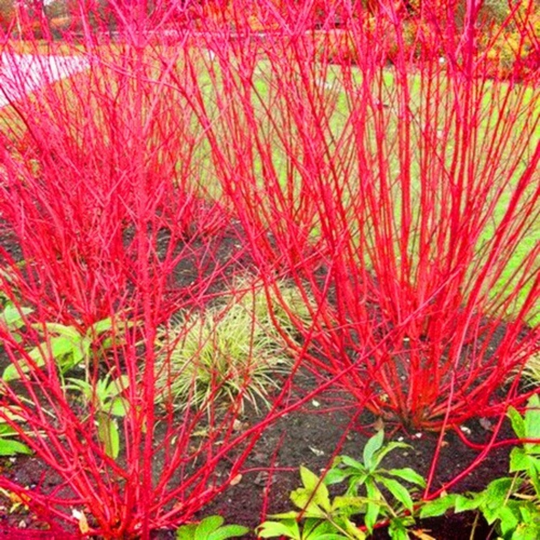 Cornus Sericea Red Twig Dogwood Shrub Live Plant - Etsy