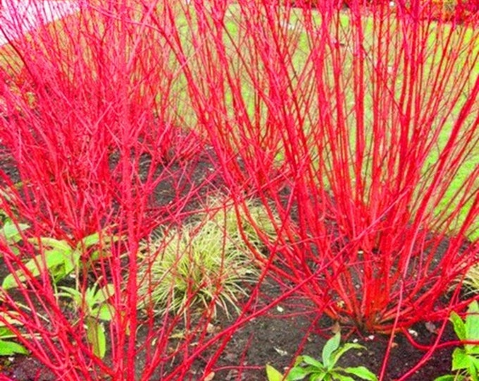 Cornus Sericea Red Twig Dogwood Shrub - Live Plant - Etsy