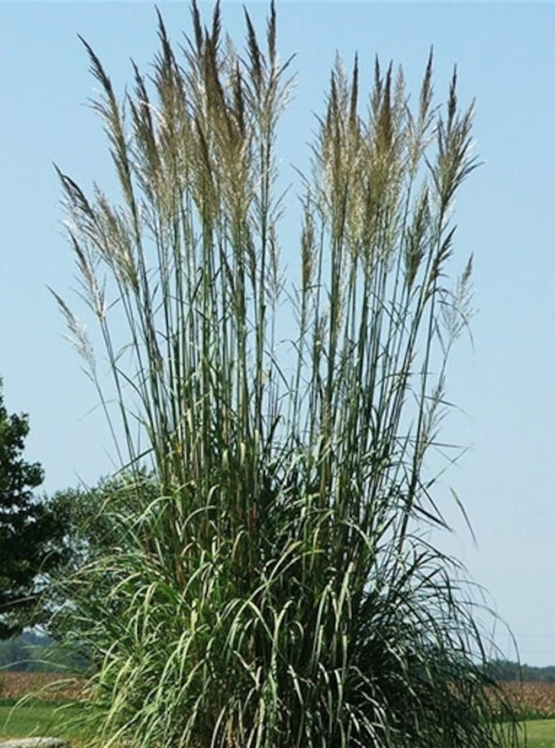 Erianthus Ravennae - Plume Grass KL Large Ornamental Perennial Grass ...