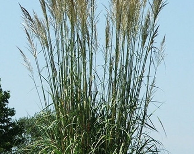 Erianthus Ravennae - Plume Grass KL Large Ornamental Perennial Grass ...