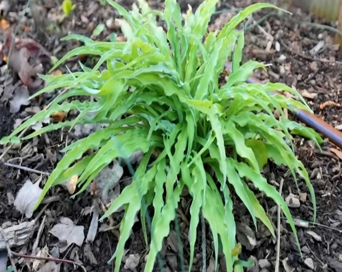 Curly Fries Hosta - Live Perennial Shade Plant - Etsy