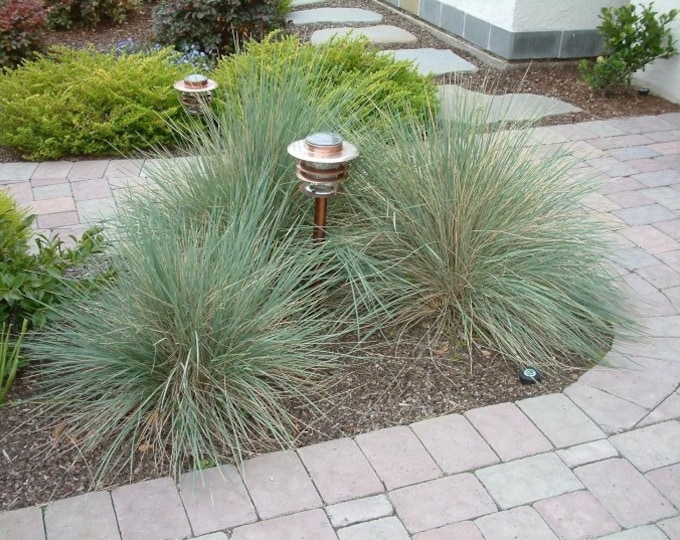 Festuca Amethystina 'superba' Fescue Ornamental Perennial Grass Live ...