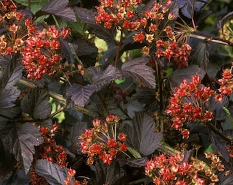 Physocarpus Opulifolius Ninebark 'nugget' Chartreuse Yellow Flowering ...