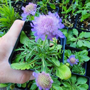 Scabiosa Japonica 'ritz Blue' Japanese Pincushion Compact Violet ...