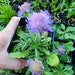 Scabiosa Japonica 'ritz Blue' Japanese Pincushion Compact Violet ...