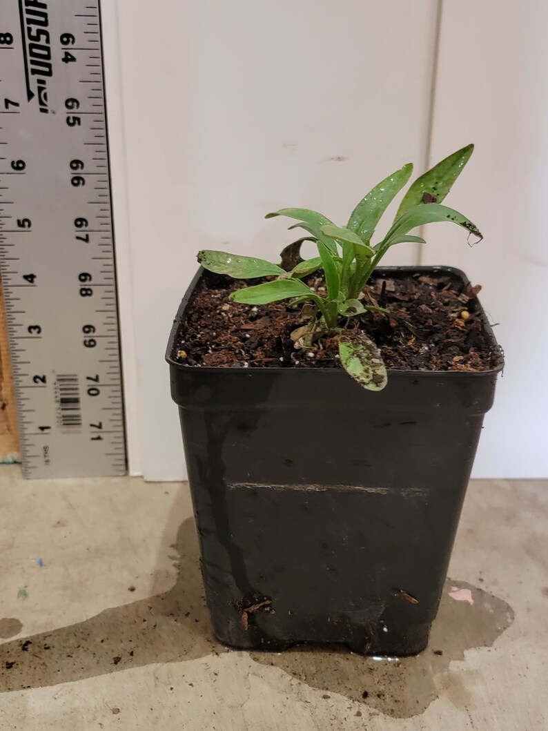 Coreopsis Grandiflora 'sunfire' Tickseed Small Yellow - Etsy