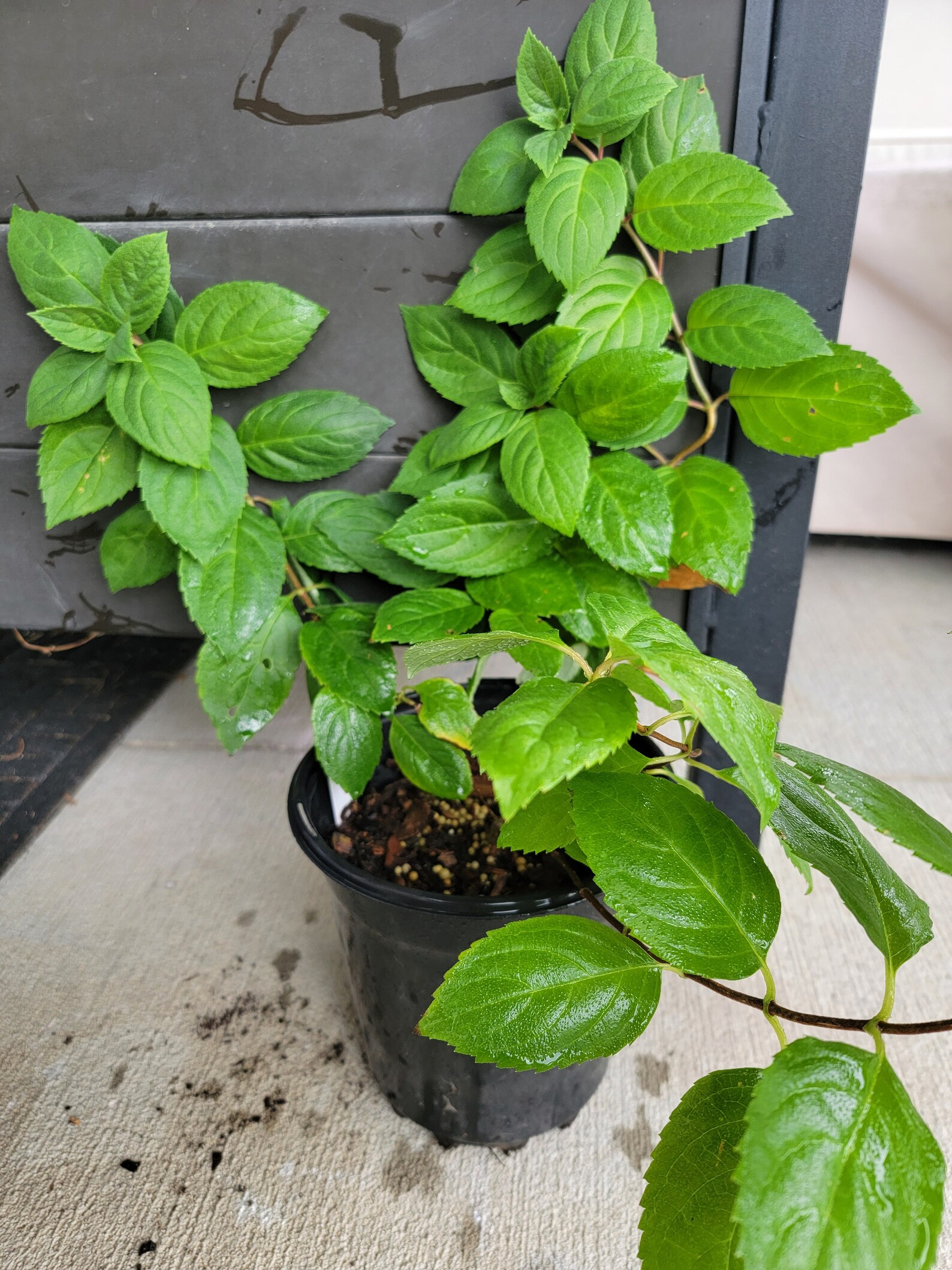 Pee Gee Hydrangea Paniculata Live Plant Perennial Shrub Tree - Etsy