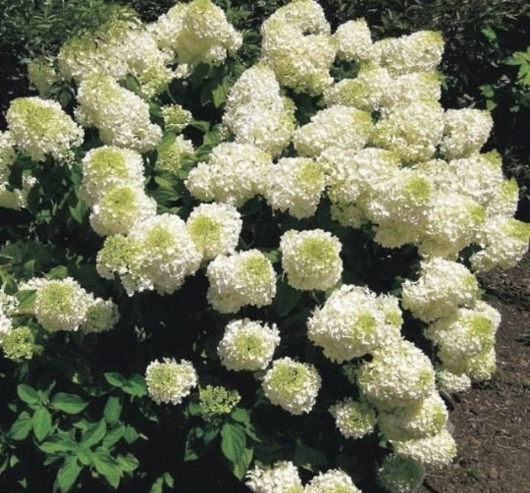Silver Dollar Hydrangea Paniculata White Flowering - Live Plant ...