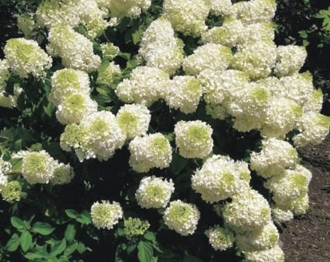 Pee Gee Hydrangea - 2 Gallon Live Plant - Gorgeous Summer Snowball ...