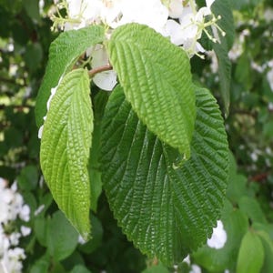 Popcorn Viburnum Plicatum (japanese Snowball Bush) White Flowering ...