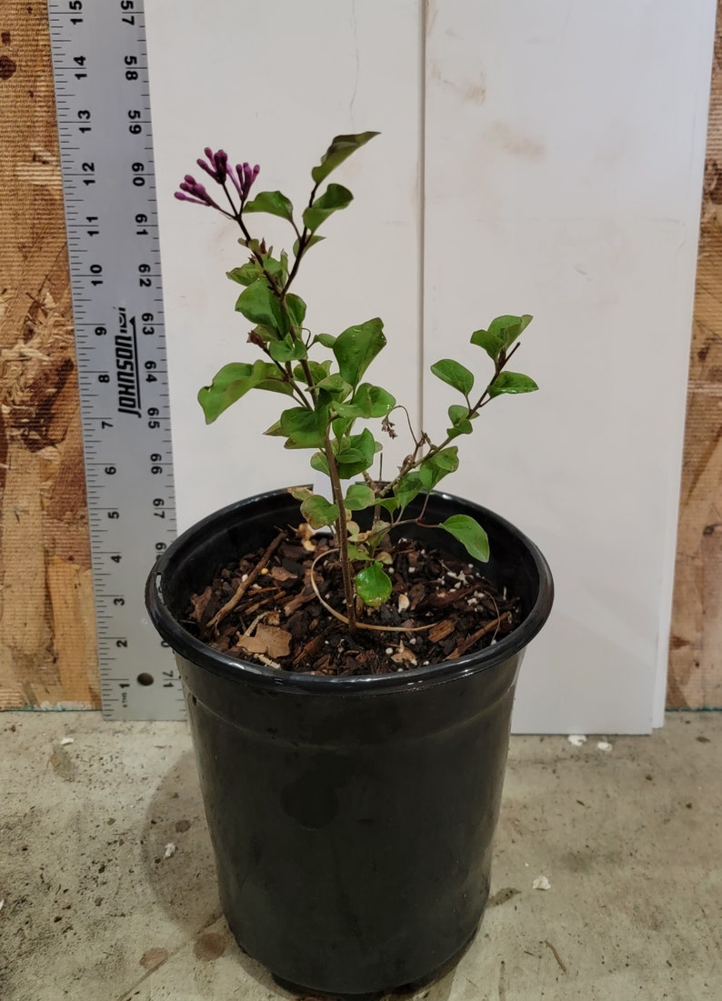 Syringa Pubescens 'red Pixie' Lilac Fragrant Compact - Etsy